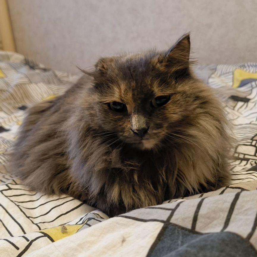 Взрослая, Девочка кошка в добрые руки