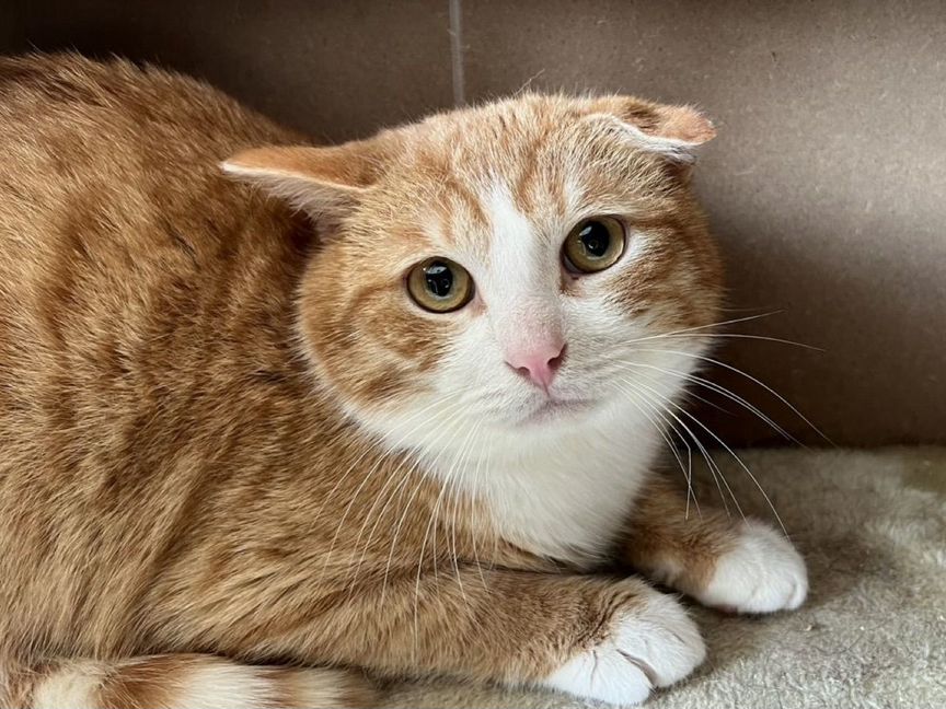 Котик рыжий с вислым ухом