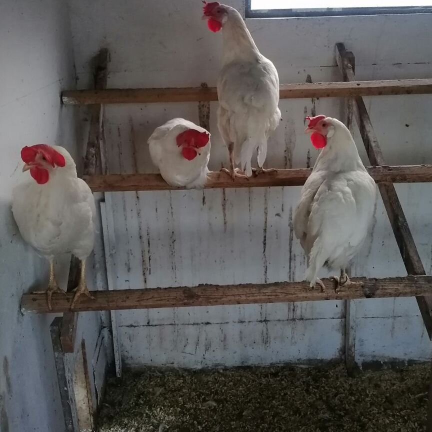 Куры несушки