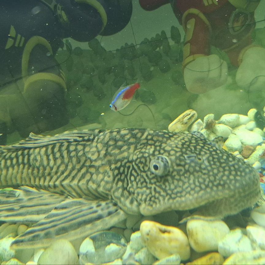 Сом большой