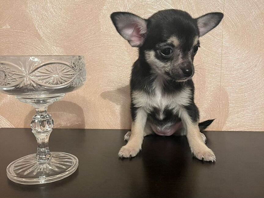 Щенки чихуахуа продам