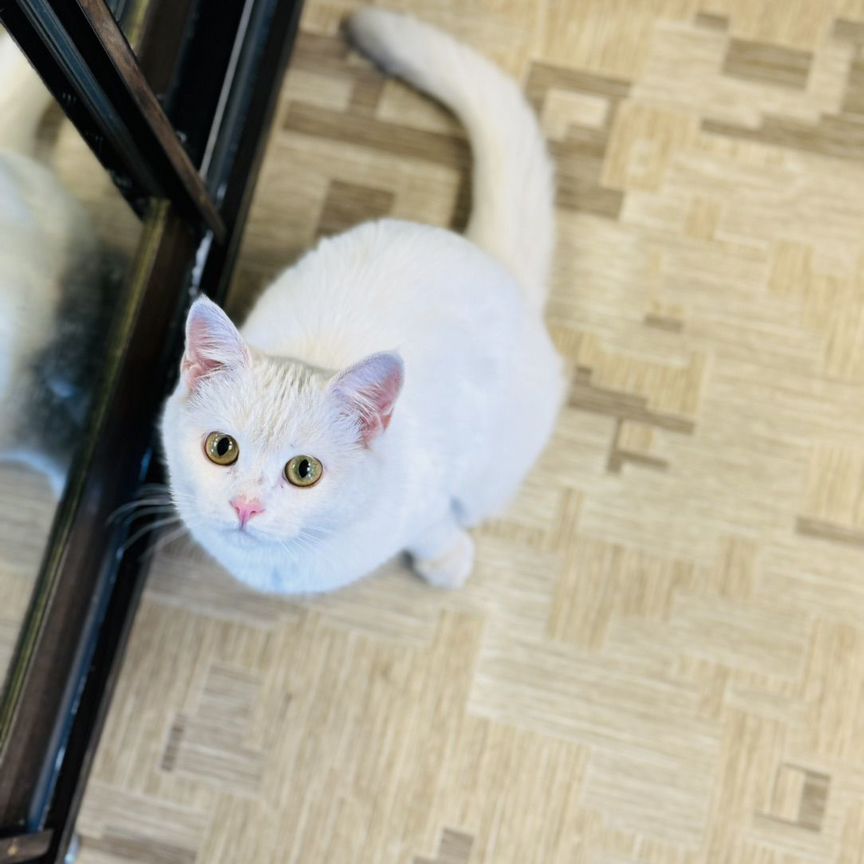 Кошка стерилизованная в добрые руки