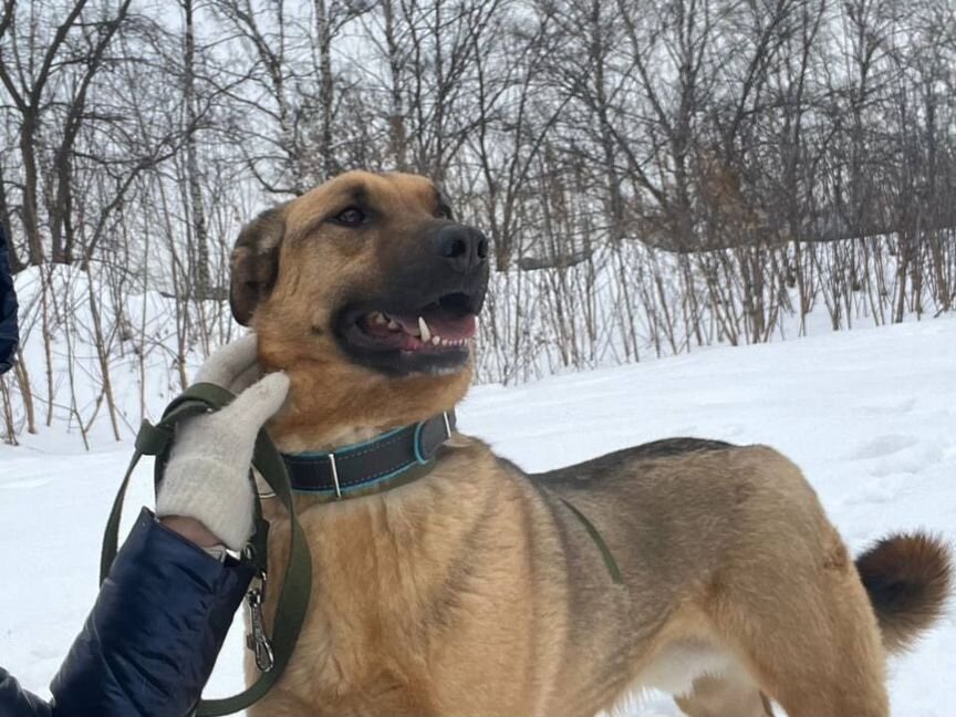 Собака бесплатно из приюта