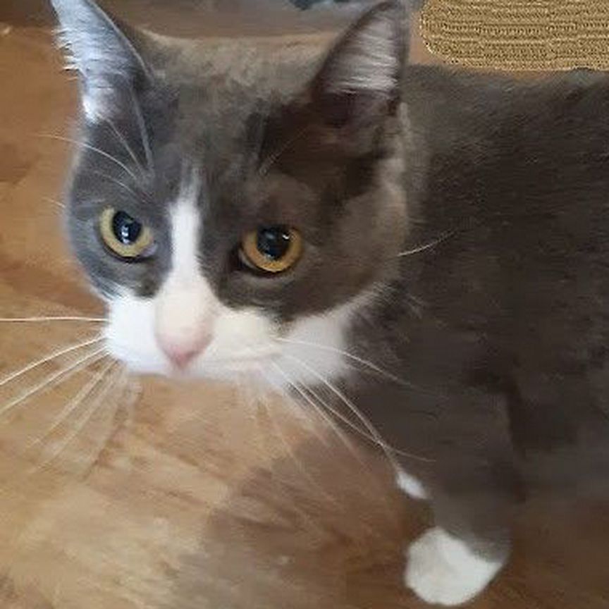 Кот