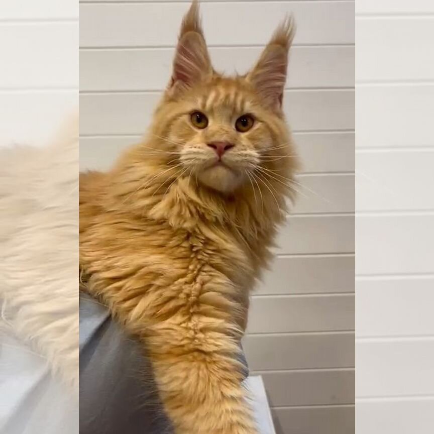 Мейн-кун котёнок