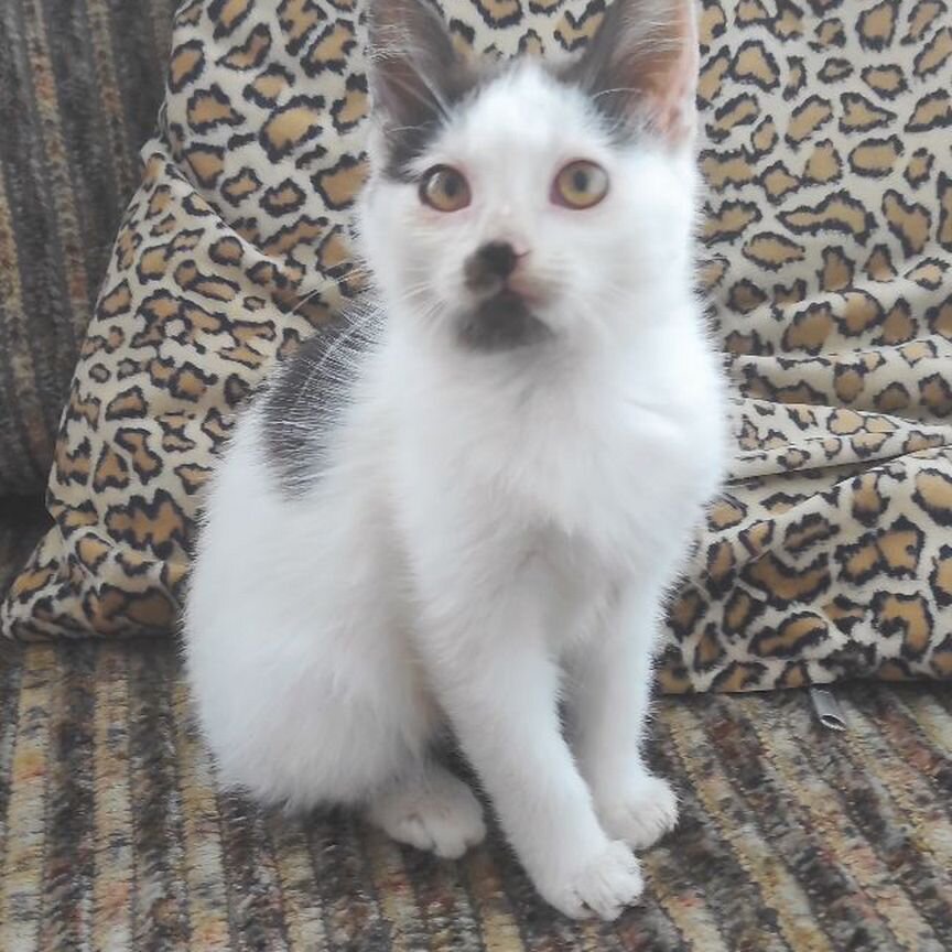 Котенок девочка в добрые руки