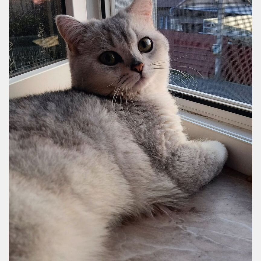 Шотландский кот на вязку