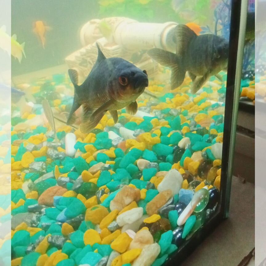 Комета чёрная