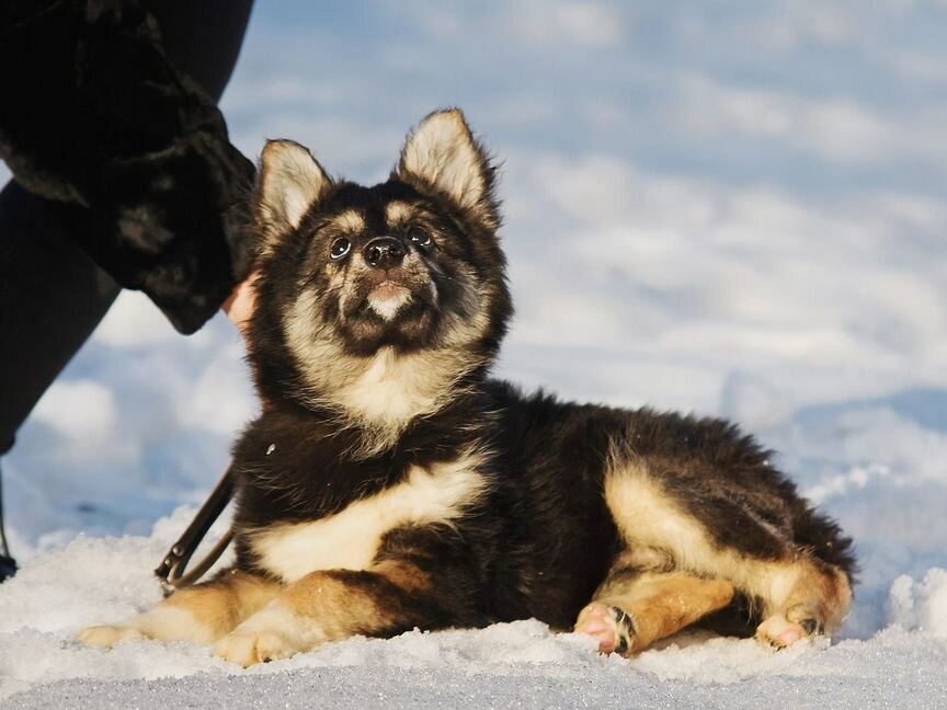 Шуня, щенок 3 мес