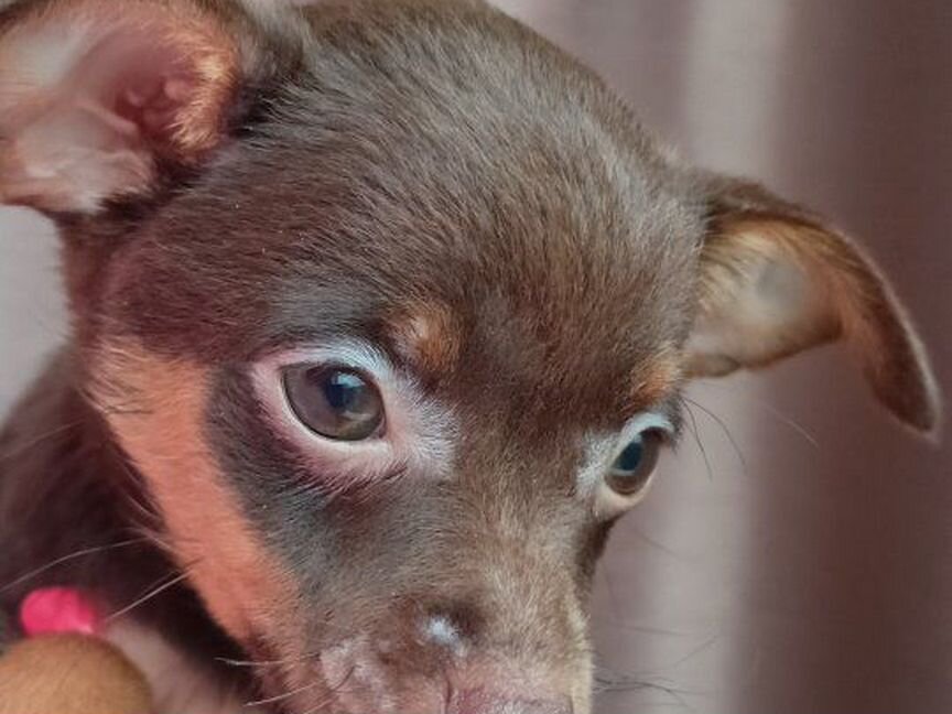 Русский той-терьер большой выбор щенков