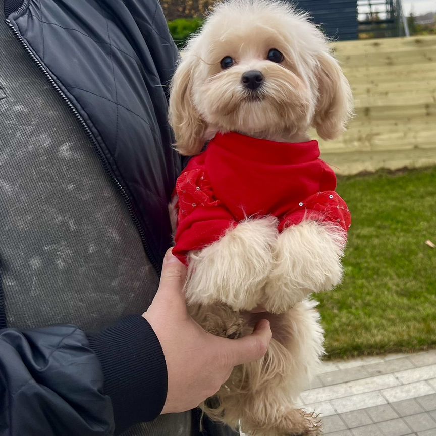 Мальтипу, щенок