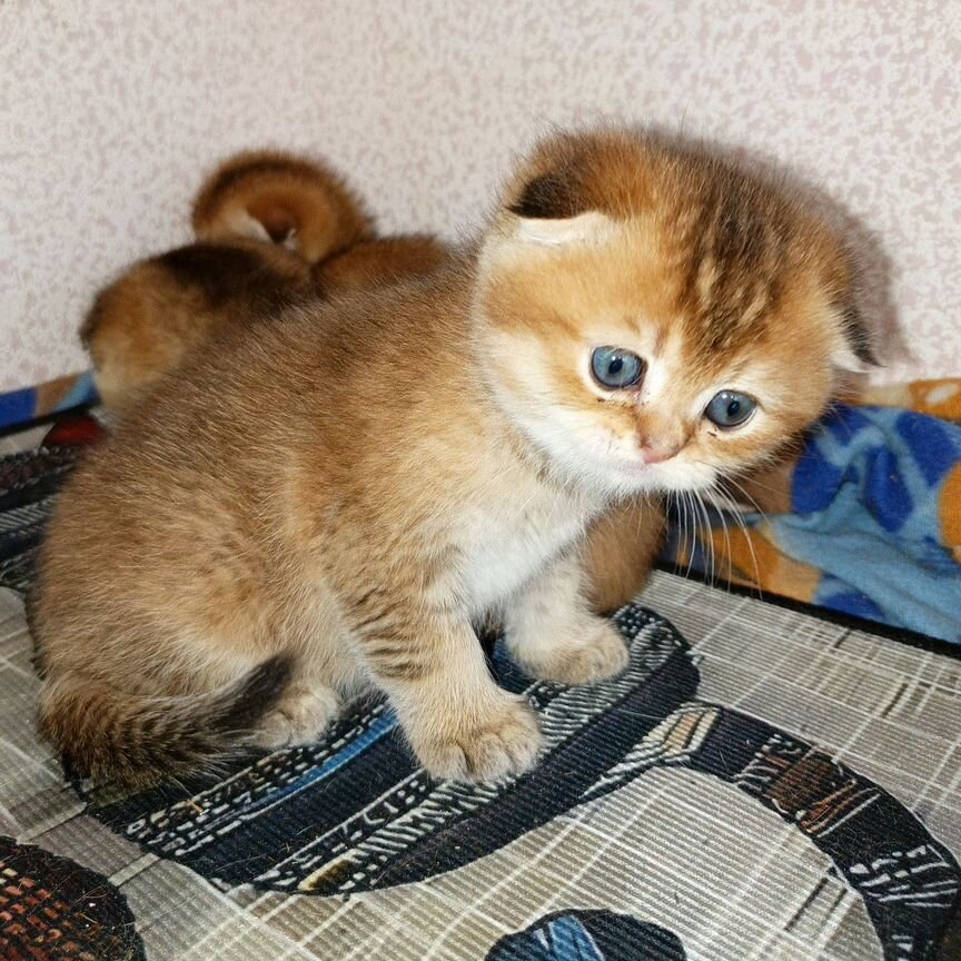 Шотландский вислоухий короткошёрстный котёнок
