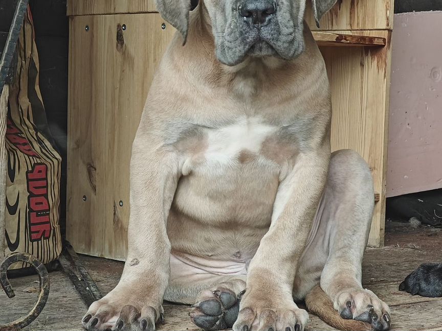 Итальянский Кане Корсо мальчик