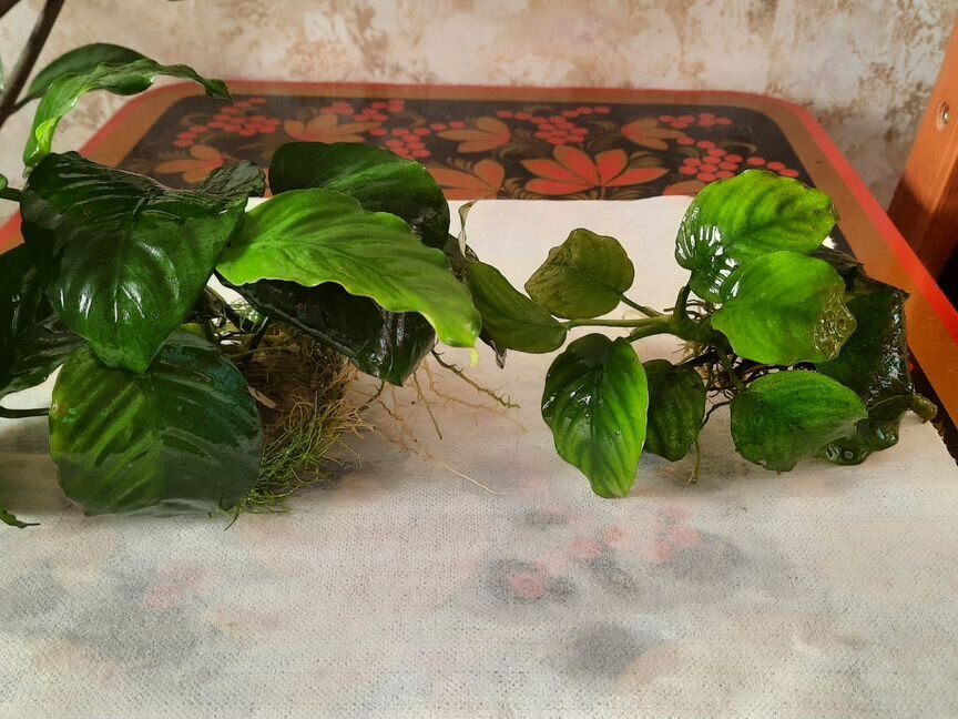 Аквариумные растения Анубиас