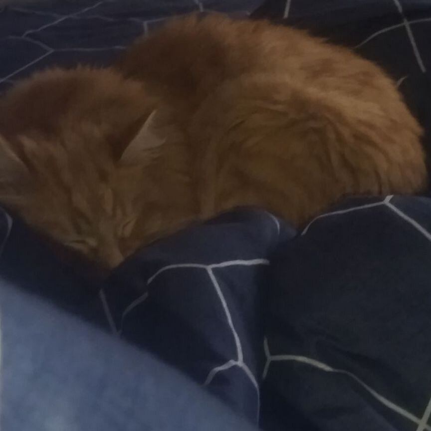 Взрослый кот в добрые руки