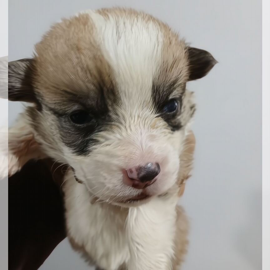 Вельш Корги Пемброк, щенок