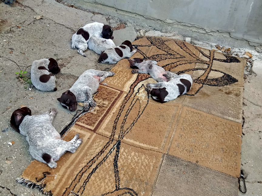 Щенки курцхара