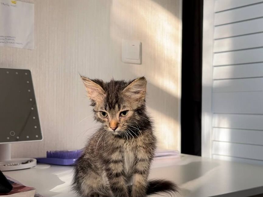 Котенок 2 месяца