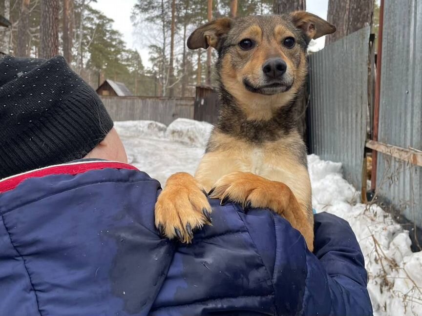 Маленькая собачка ищет дом