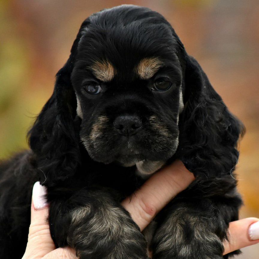 Мальчишка амкокера