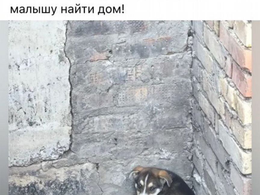 Маленький щенок в опасности