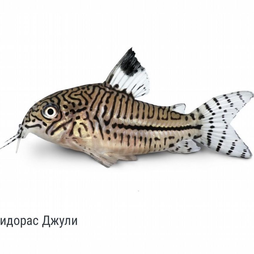 Сомики коридорасы