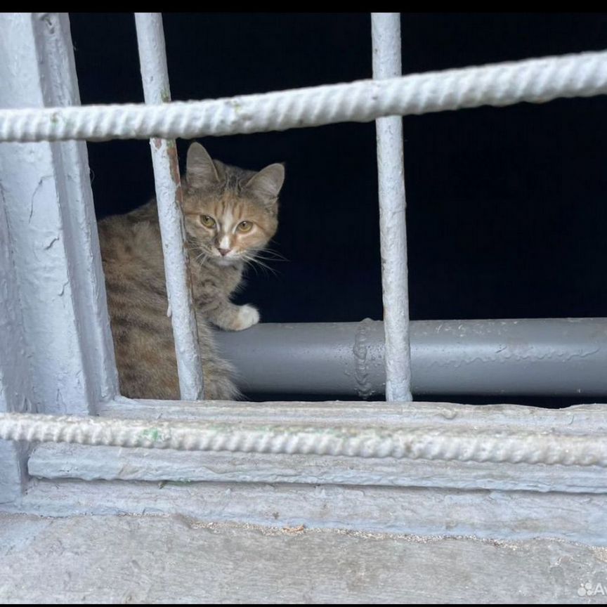 Ищем добрые руки