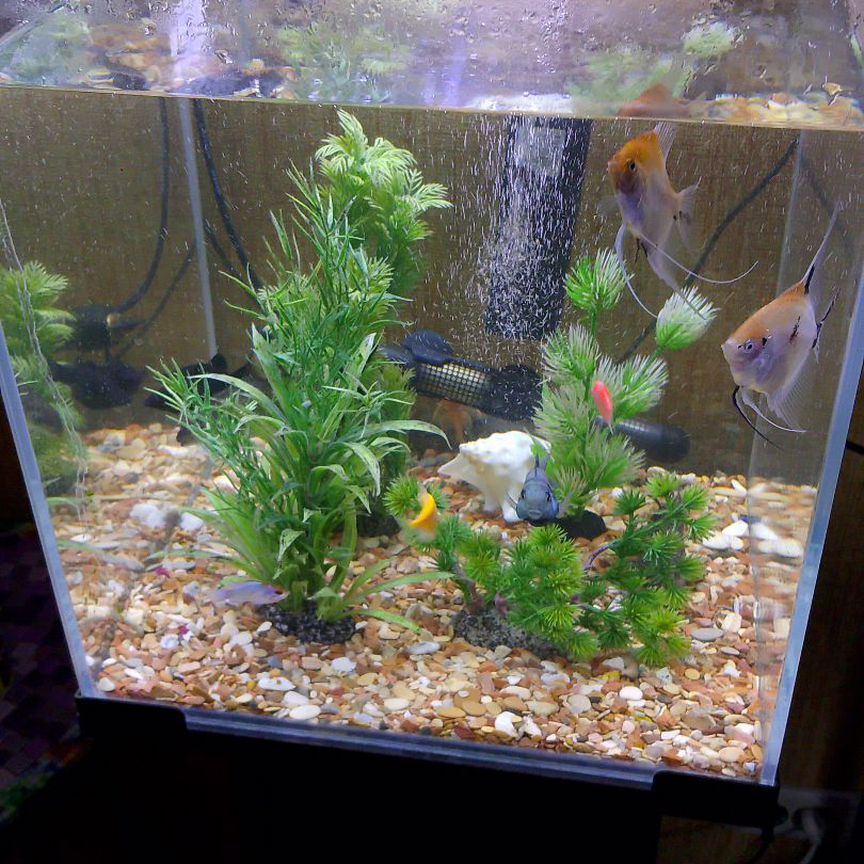 Аквариум, 50 л. Опти вайт