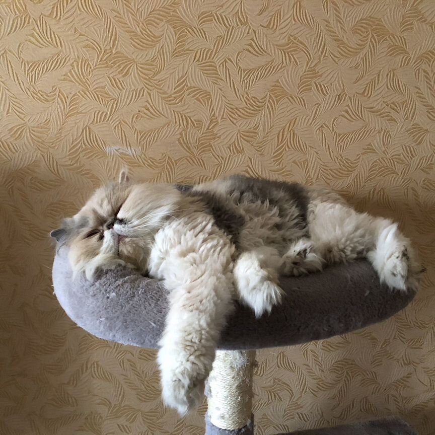 Кошка перс экстримал отдам в добрые руки