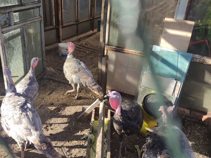 Домашняя птица