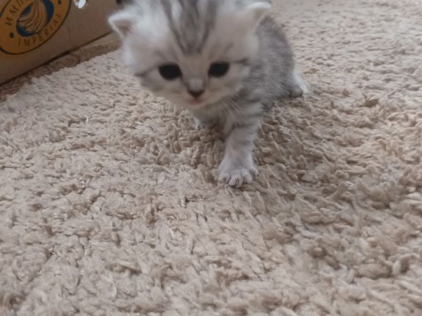 Шотландская
