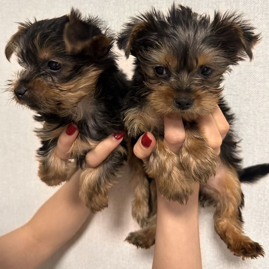 Йоркширский терьер, щенок