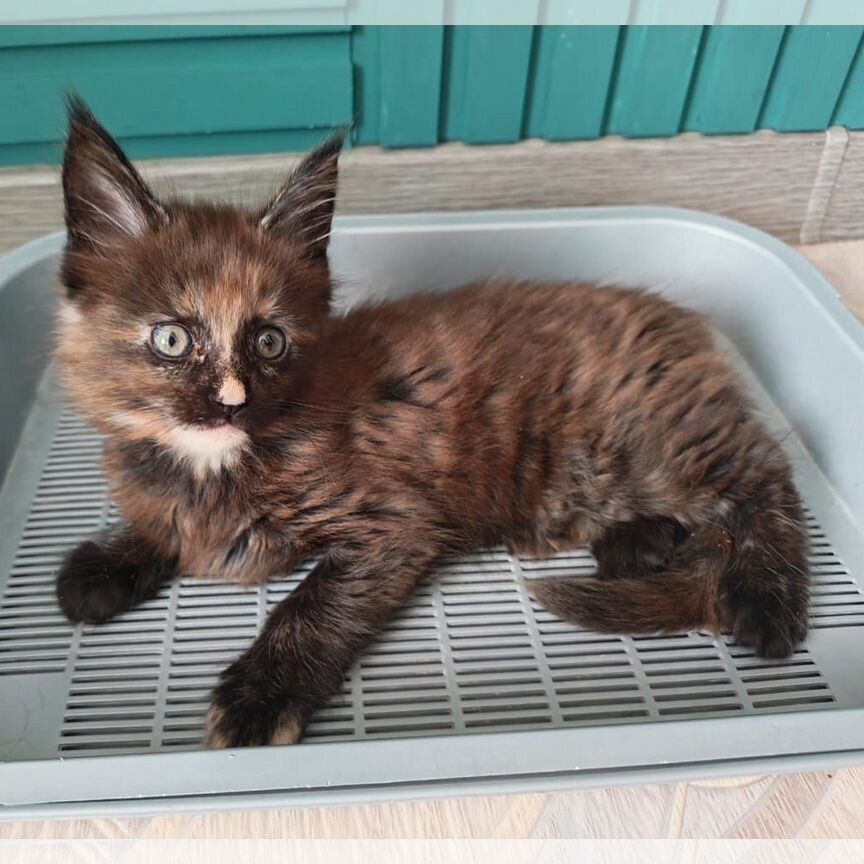 Мейн-кун котёнок