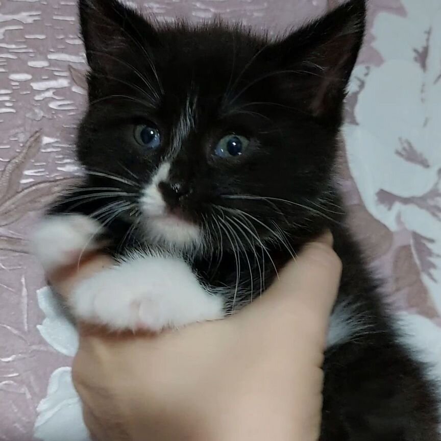 Котёнок мальчик 1, 5 мес