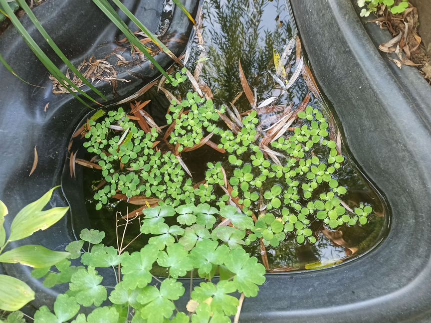 Водное растение. Пистия