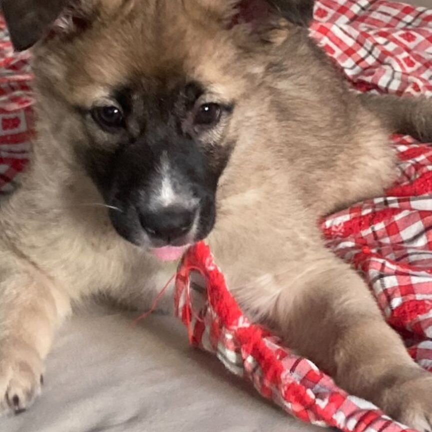 Марта ищет дом