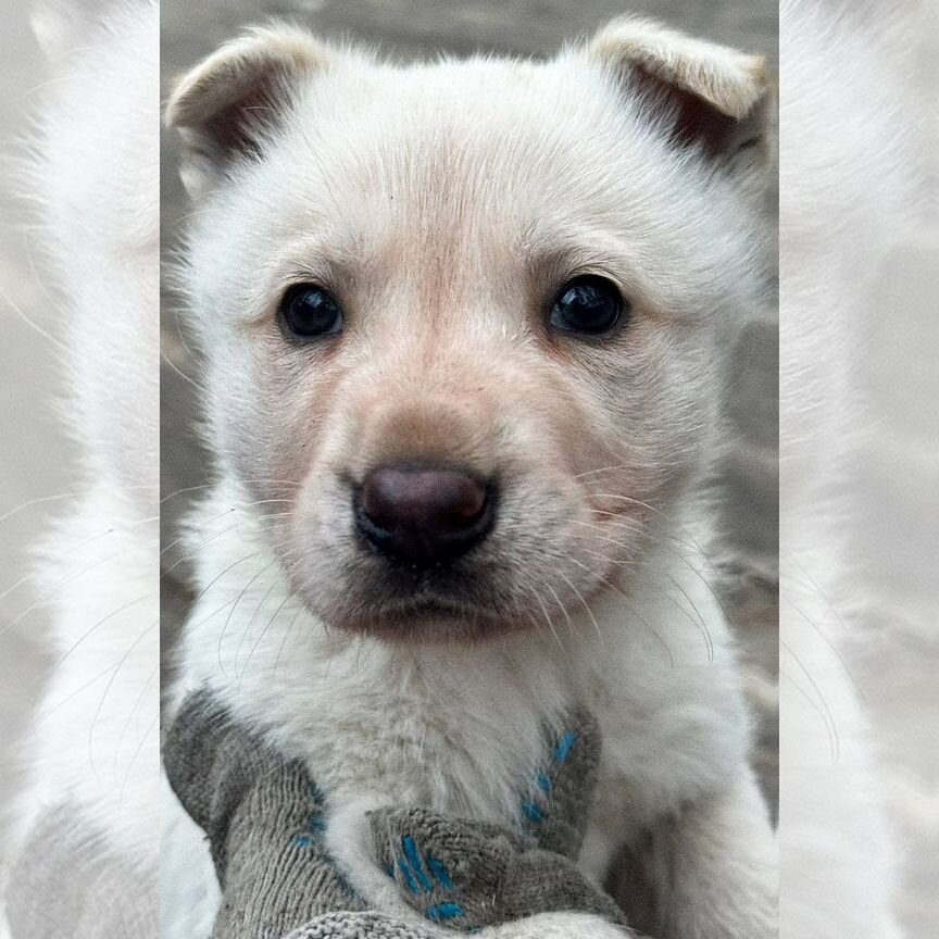 Восточноевропейская овчарка, щенок