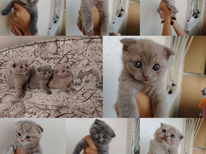 Вислоухие шотландcкие котята