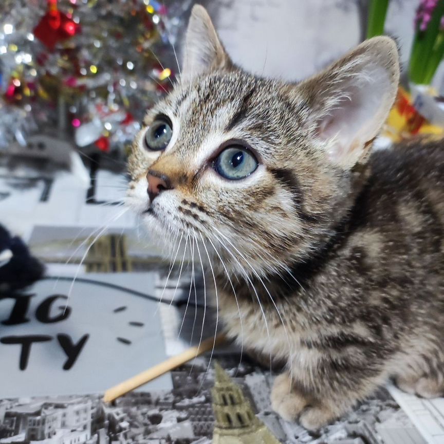 Красавица манчкин