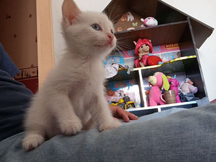 Белый котенок