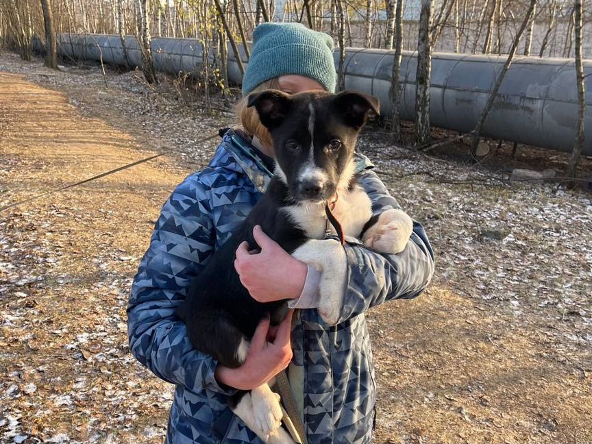 Щенок а добрые руки из приюта