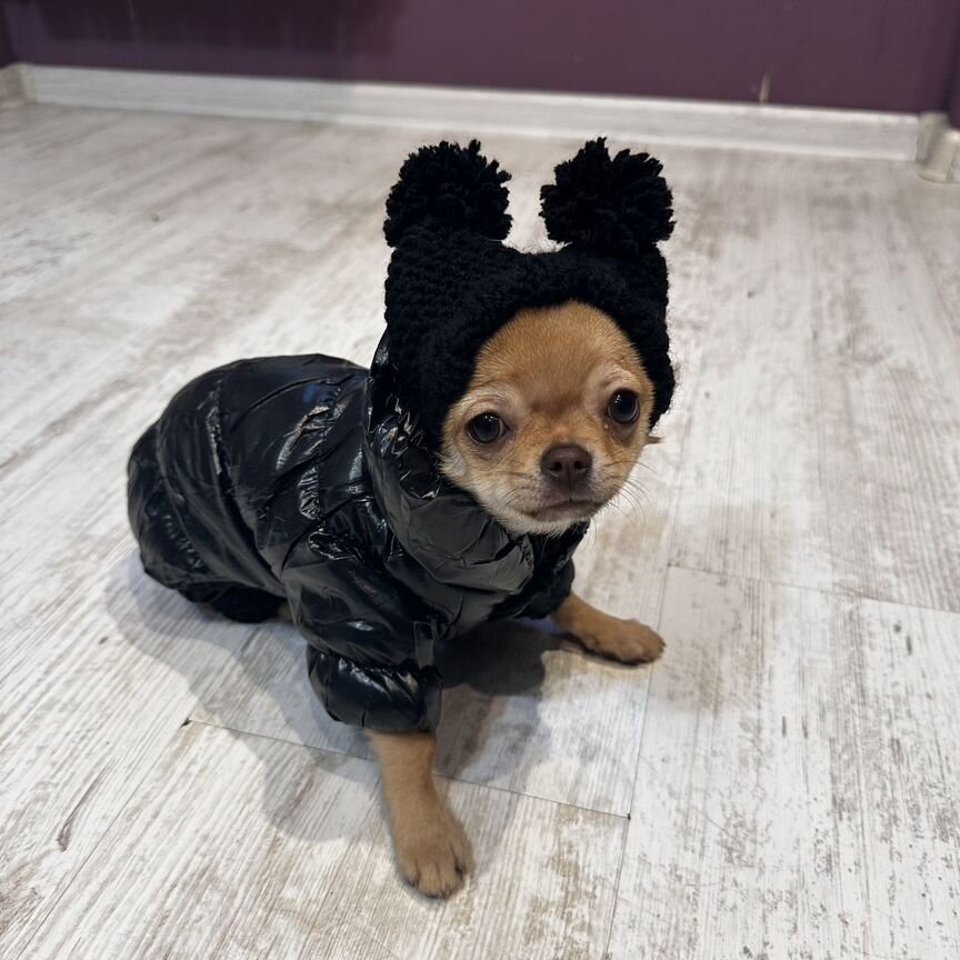 Чихуахуа, щенок