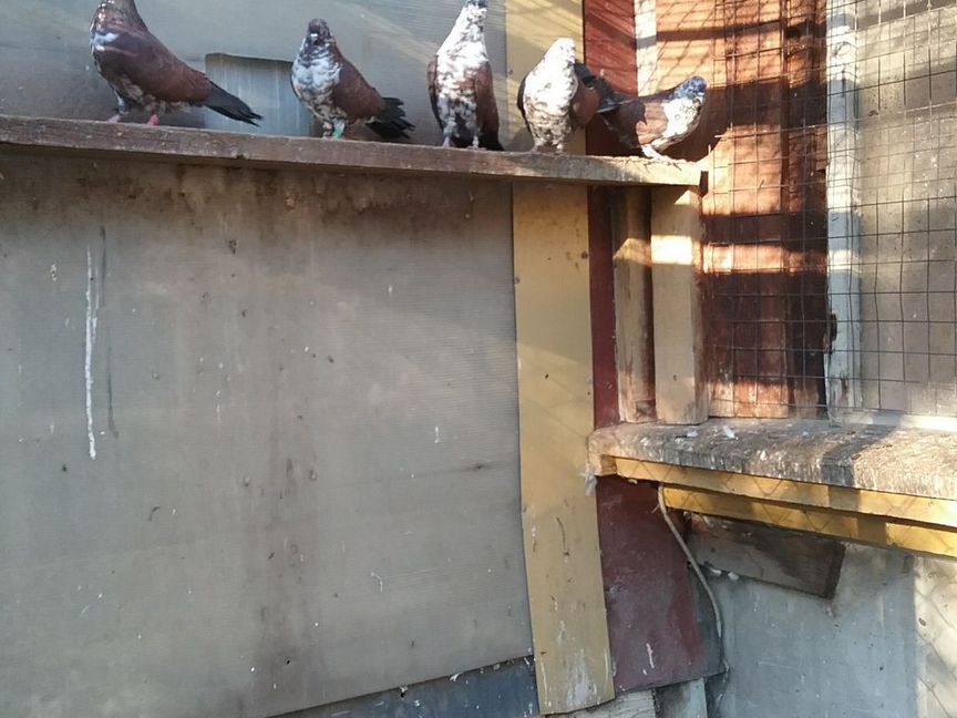 Голуби бабочки