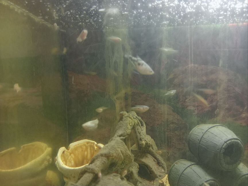 Гурами мальки (1,5-2см)