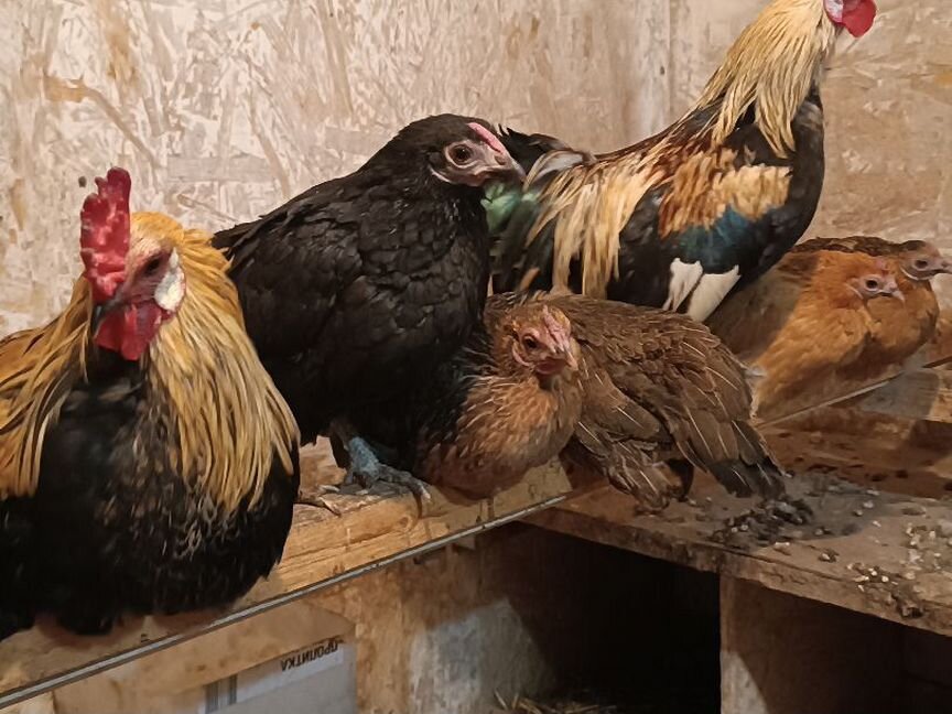 Куры Бентамки