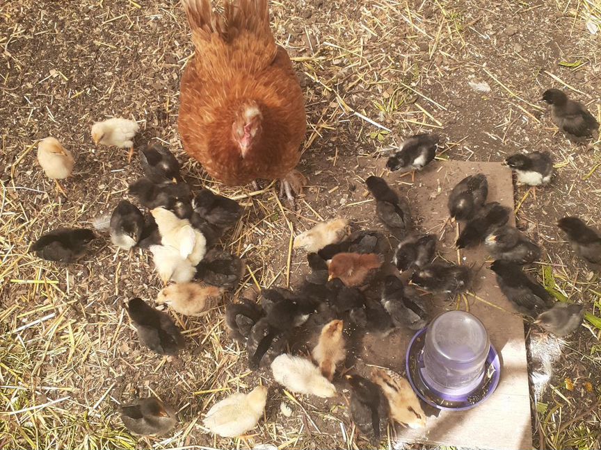 Цыплята с клушкой