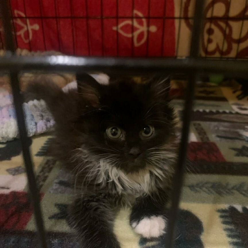 Котёнок-девочка Шуша
