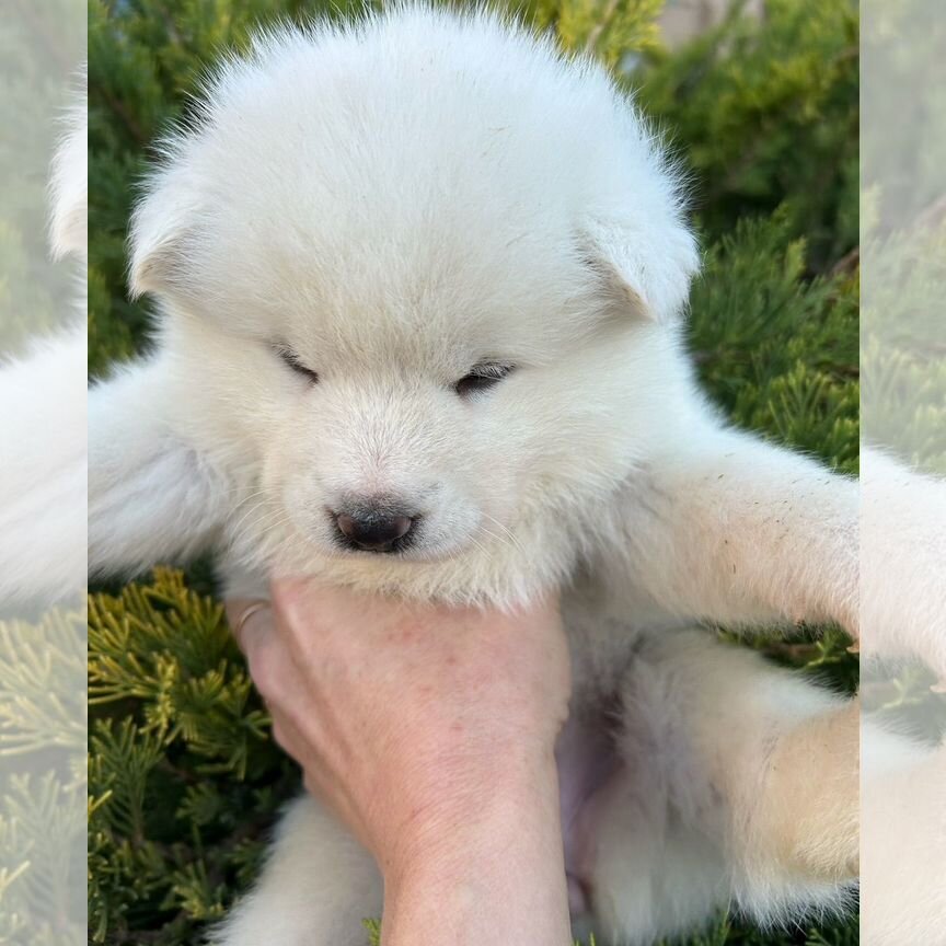 Акита-ину, щенок