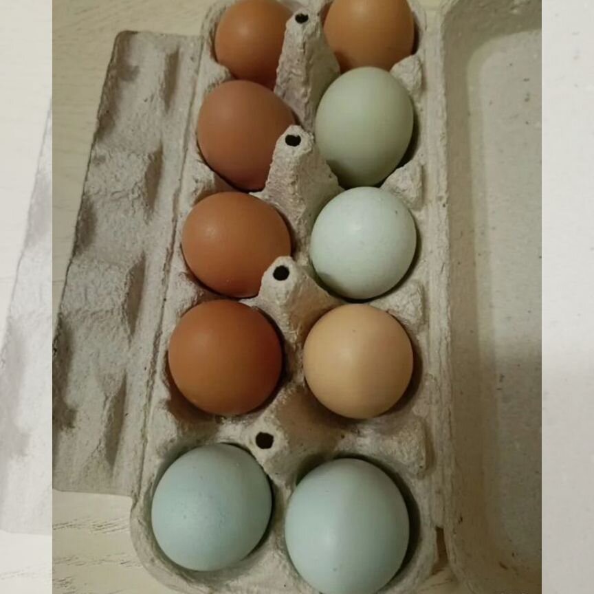 Инкубационное яйцо