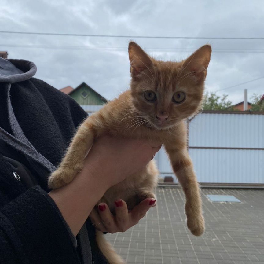 Найден котенок, район темерник